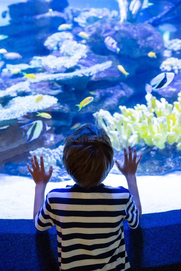 Young Man Touching a Fish-tank Stock Photo - Image of presenting, fish ...