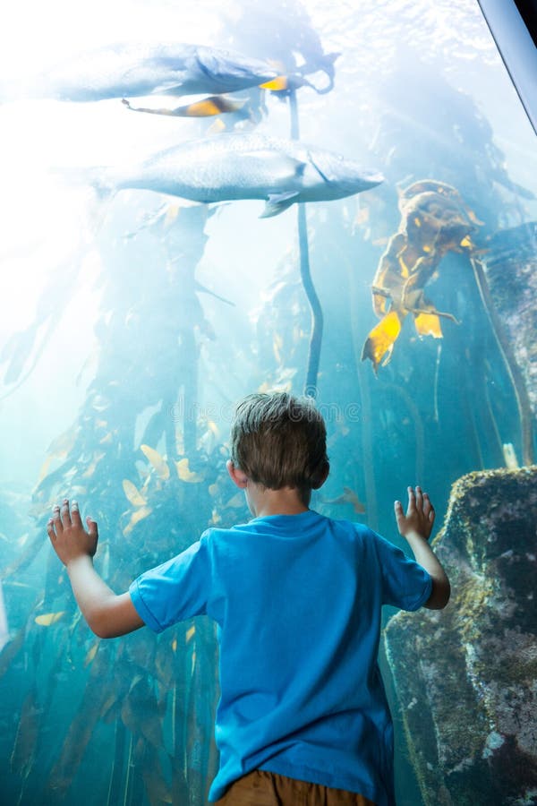 Young Man Touching a Illuminate Fish-tank Stock Image - Image of ...