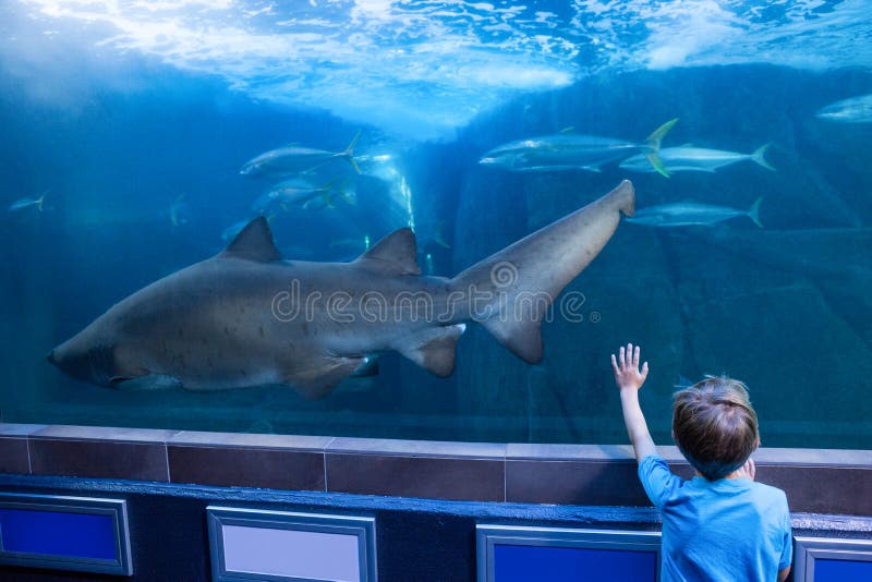 Boy Touching Shark in Belize Central America Stock Photo - Image of ...