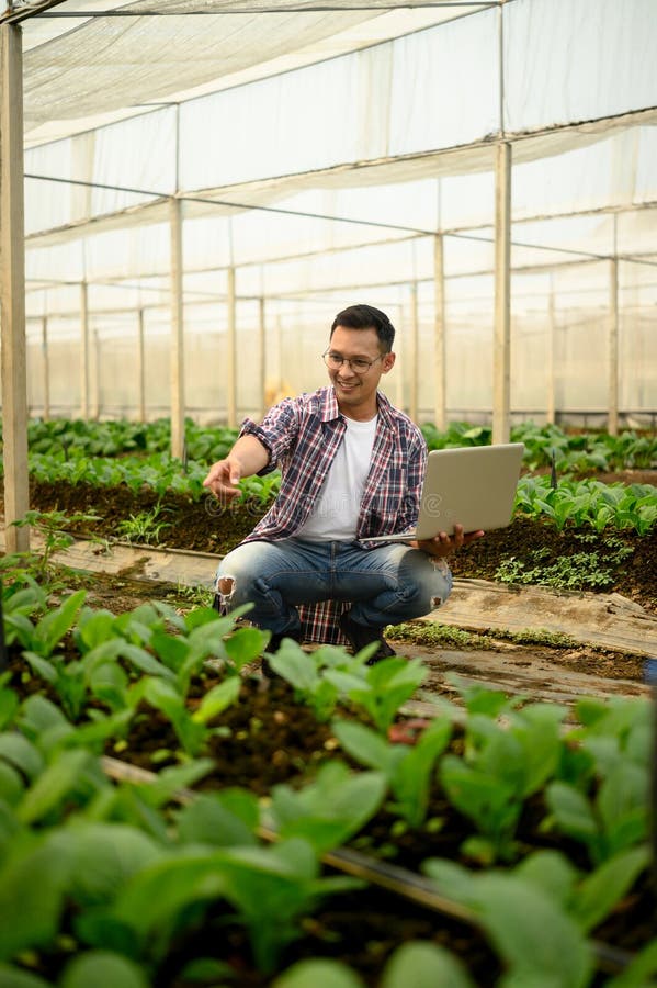 Young Man Using Laptop To Analyze Crop Development in a Greenhouse ...