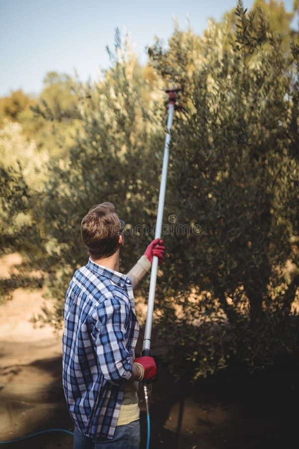Young Man Using Olive Rake at Farm Stock Image - Image of outdoors ...