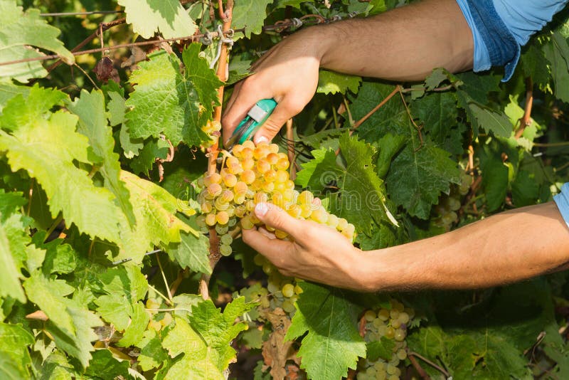 Young Man, Vine Grower, in the Vineyard. Stock Photo - Image of picker ...