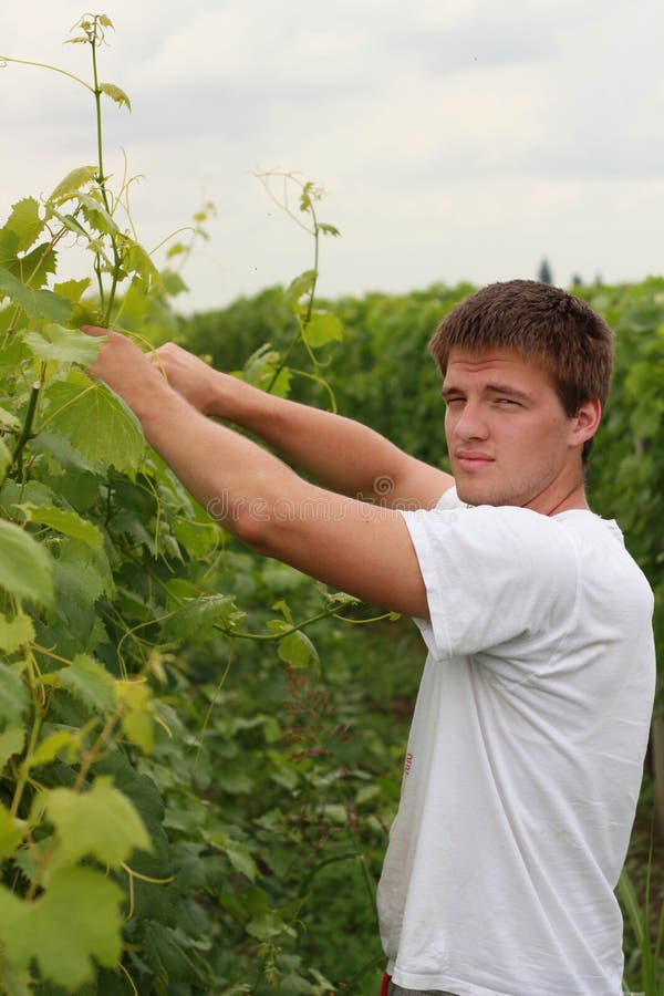 Young man in vineyard stock image. Image of farmer, grapes - 32006623