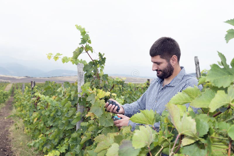 Young Man Vineyard Harvesting Picking Grapes Stock Photo - Image of ...