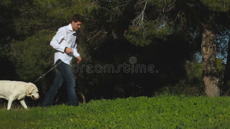 Young Man Walking with an Old Labrador Dog in the Park Stock Footage ...
