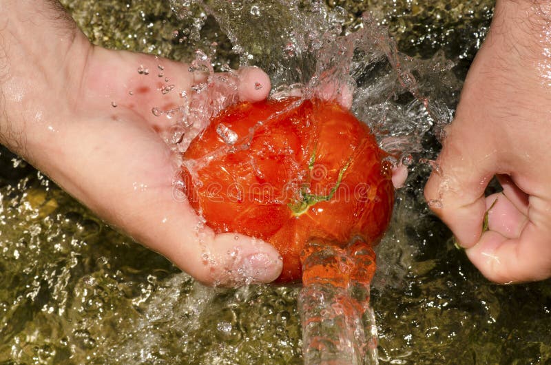 Young Man Washing Tomato with Spring Water Stock Photo - Image of ...