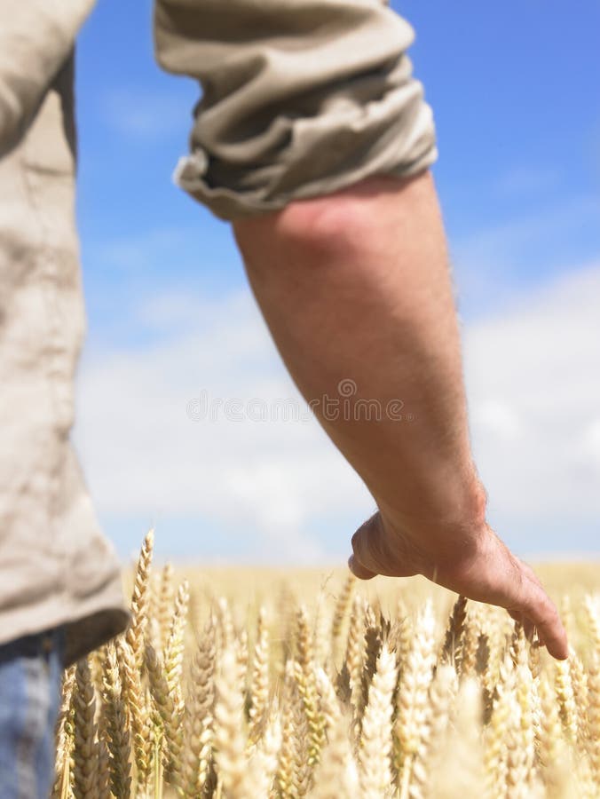 Man in wheat field stock image. Image of grain, hold - 11181083