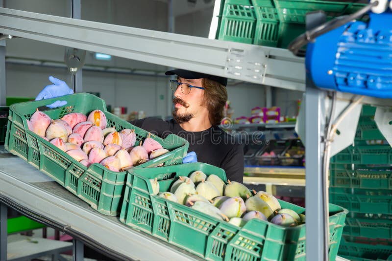 Young Man during Packaging at Warehouse Stock Photo - Image of workshop ...