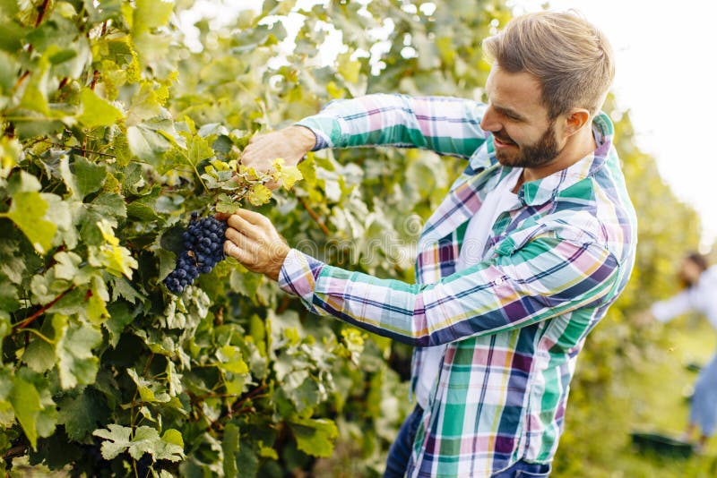 Young Man Working in the Vineyard Stock Image - Image of farm, outdoors ...