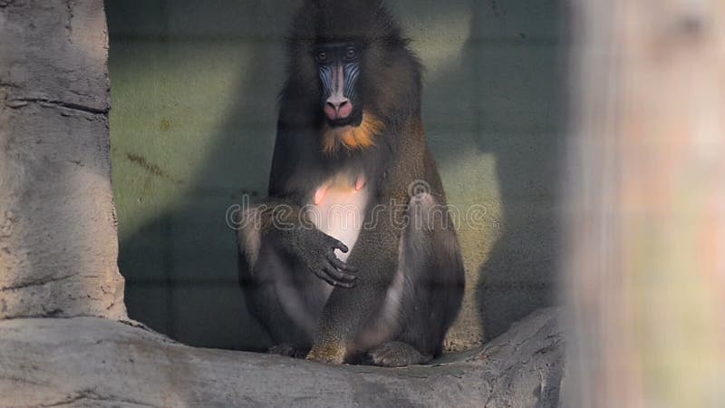 Mandrill Monkey in Rainforest, Close-up Portrait. Wildlife and Nature ...