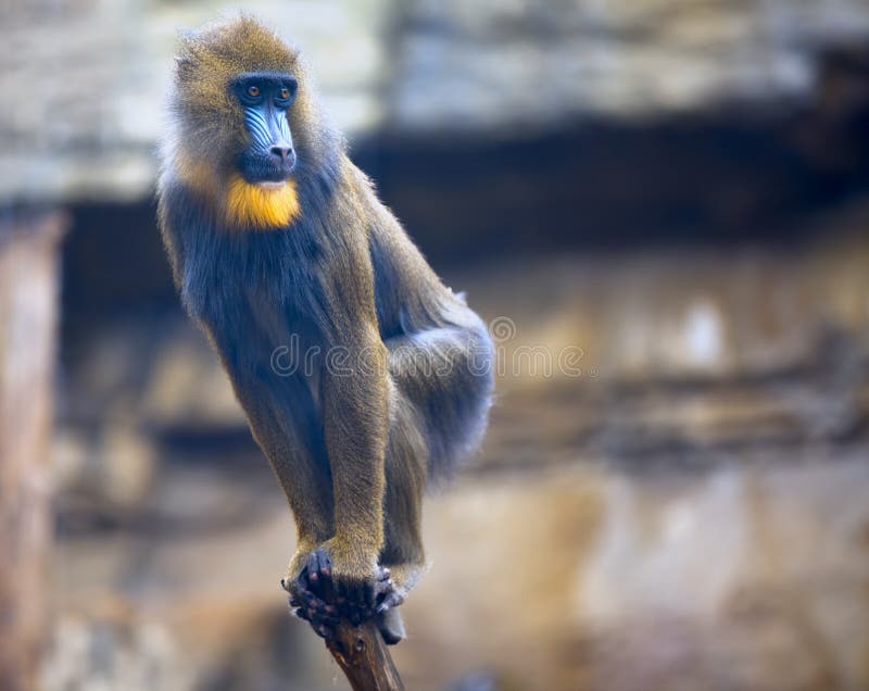 Mandrill, Mandrillus Sphinx, Sitting on Tree Branch in Dark Tropical ...
