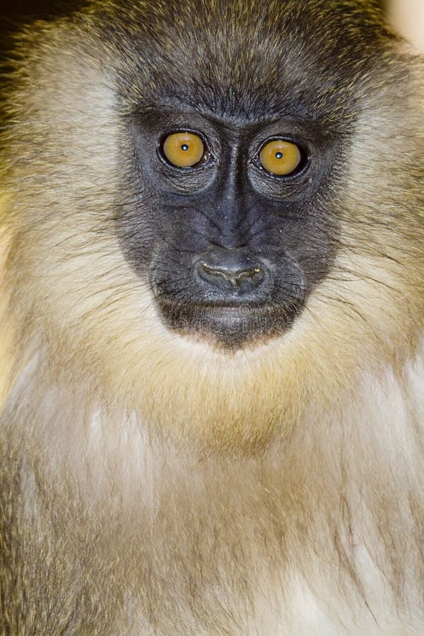Mandrill- Young Alpha Male stock image. Image of nostrills - 1419003