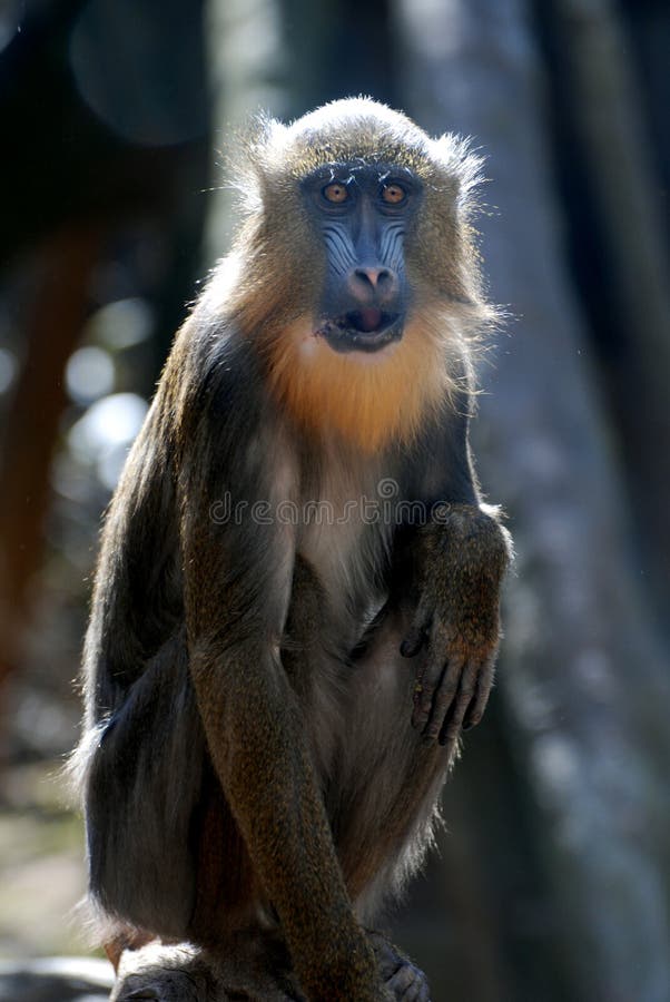 Young Mandrill Monkey Walking Under a Wood Log Stock Photo - Image of ...
