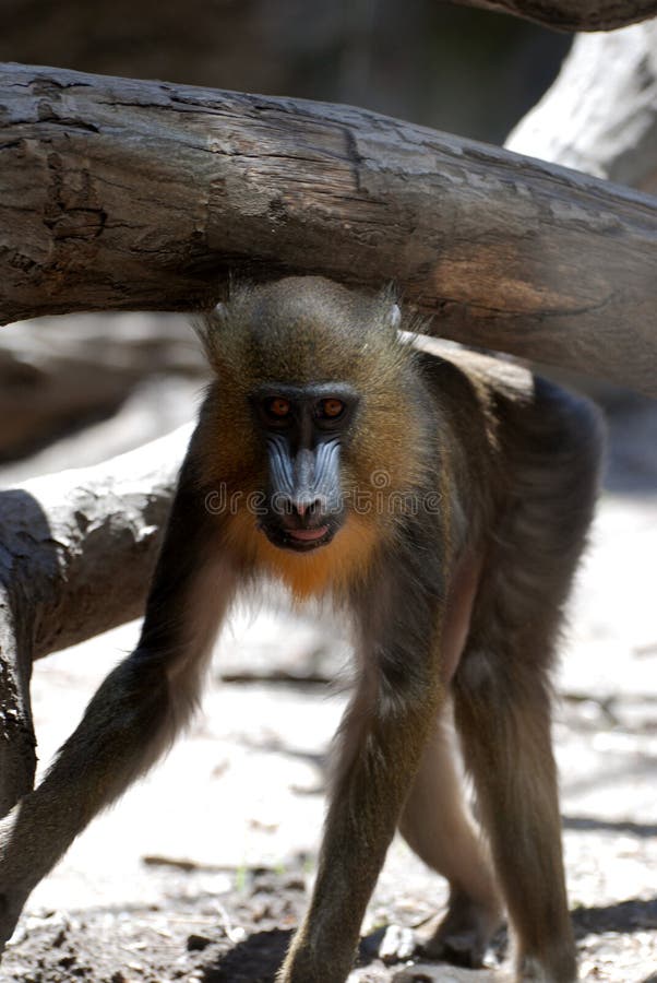 Monkey Crouching Stock Photos - Free & Royalty-Free Stock Photos from ...