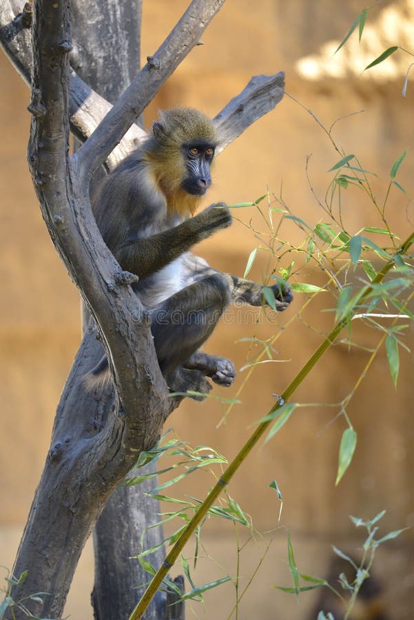 Young Mandrill Sitting in a Tree Stock Photo - Image of monkey, grey ...