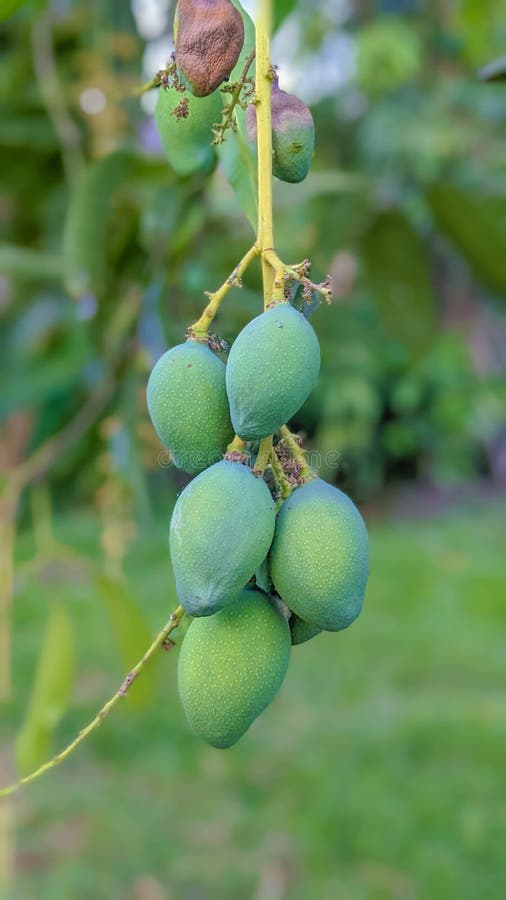 A Young Mango at the End of a Branch Stock Photo - Image of shrub, leaf ...