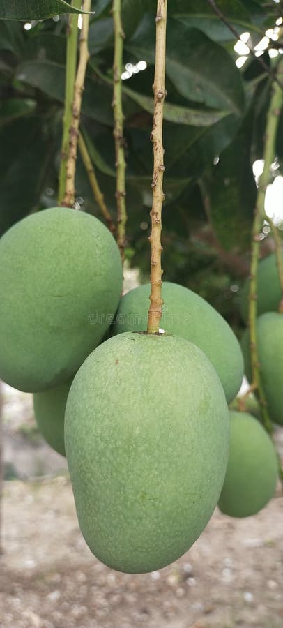 Young Mango Fruit that is Green and Still Hanging on the Tree Stock ...