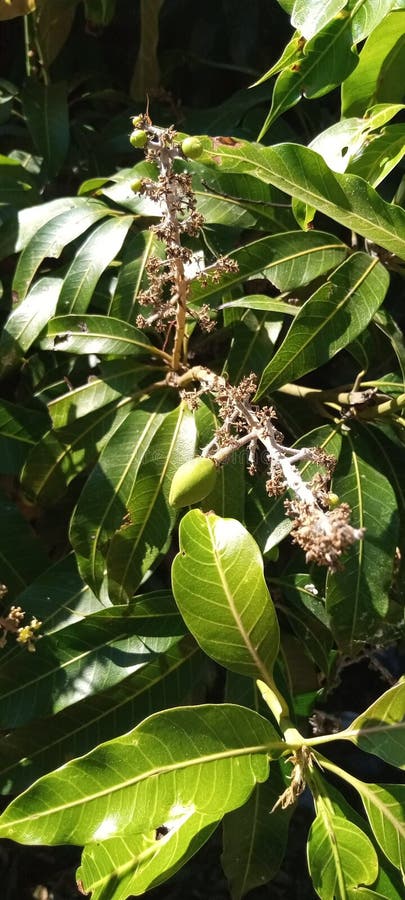 Young Mango Fruit that Has Just Grown Stock Image - Image of grown ...