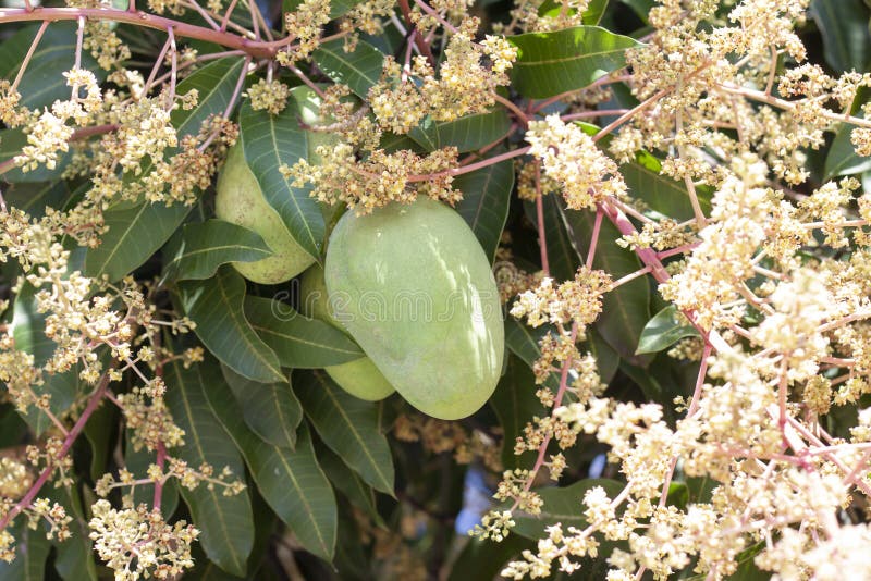 Young Mango Fruit with Inflorescence Bloom on Tree with Sunlight on ...