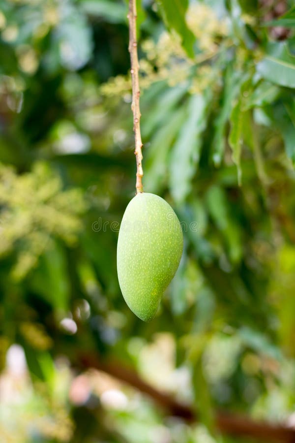 Young Mango Fruit on a Mango Tree Stock Image - Image of healthy ...
