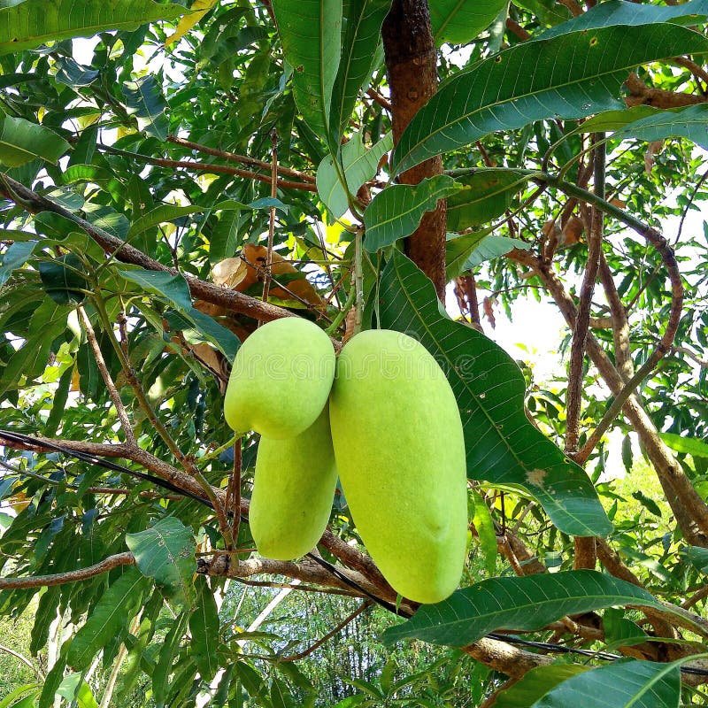 Young Mango Fruit in a Photo Stock Image - Image of plant, tree: 287354227