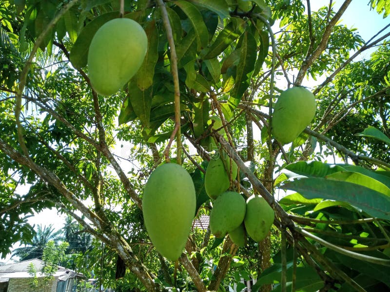 Young Mango Fruit that is Still Green and Sour Stock Image - Image of ...