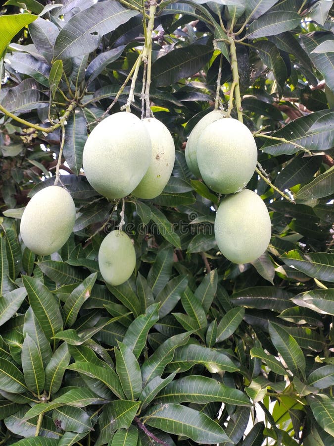 Young Mango Fruit that is Still on the Tree Stock Image - Image of ...