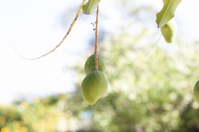 Young Mango Fruit on Tree on Blur Nature Background. Stock Photo ...