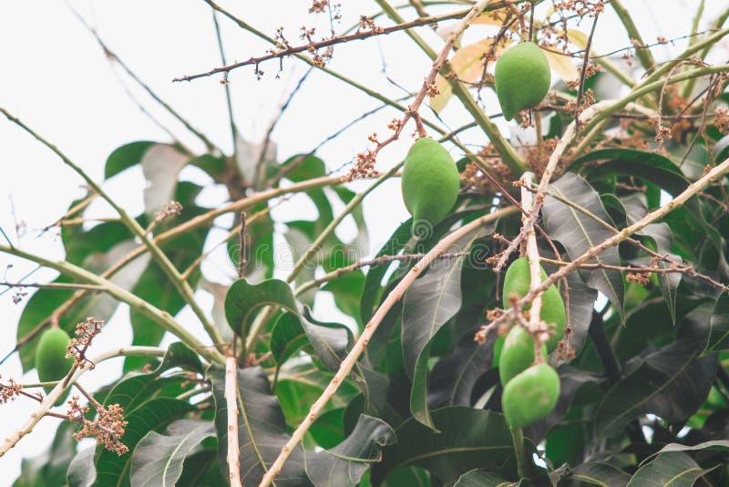 Young mango fruit on tree stock photo. Image of branch - 147187500