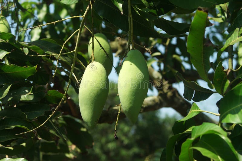 Young Mango Tree Growing Up, Young Mango Tree Harvesting Stock Image ...