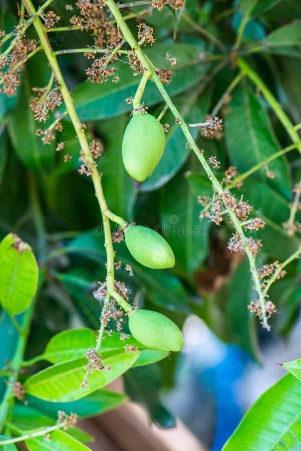 Young Mango Fruit on the Tree Stock Image - Image of farm, freshness ...