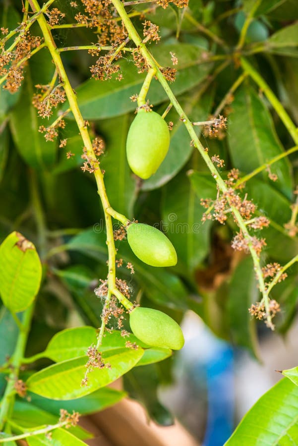 Young Mango Fruit on the Tree Stock Photo - Image of closeup, harvest ...