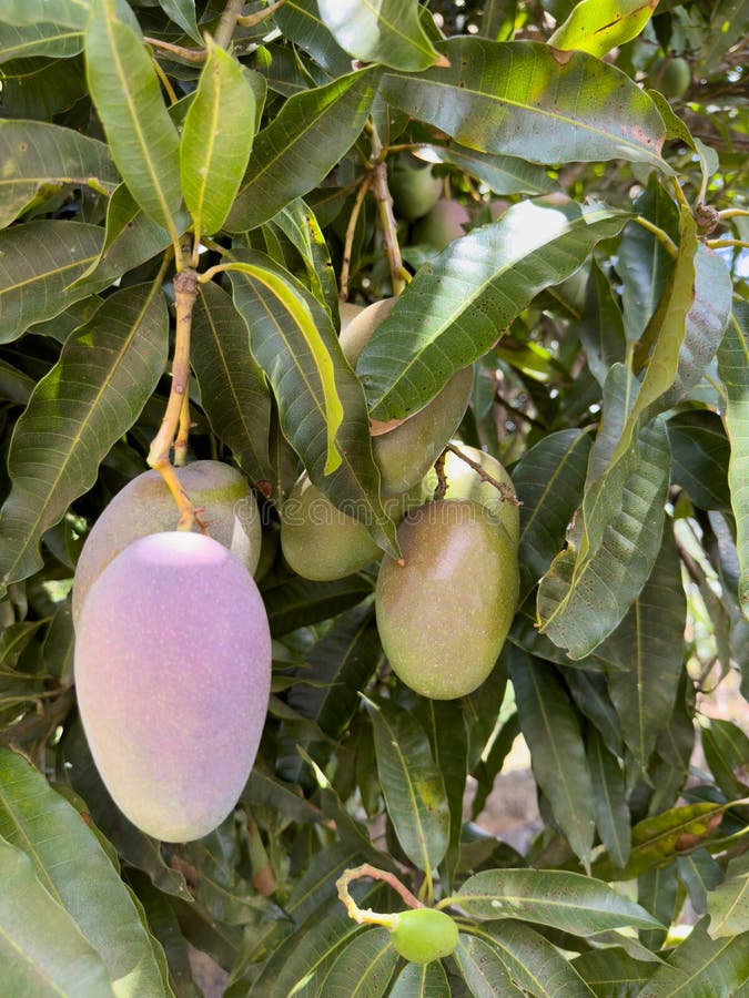 Young mango fruits stock photo. Image of leaves, food - 337156452