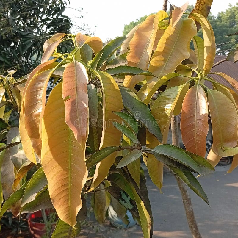Young Mango Leaf Scene, Young Mango Shoot Stock Image - Image of ...