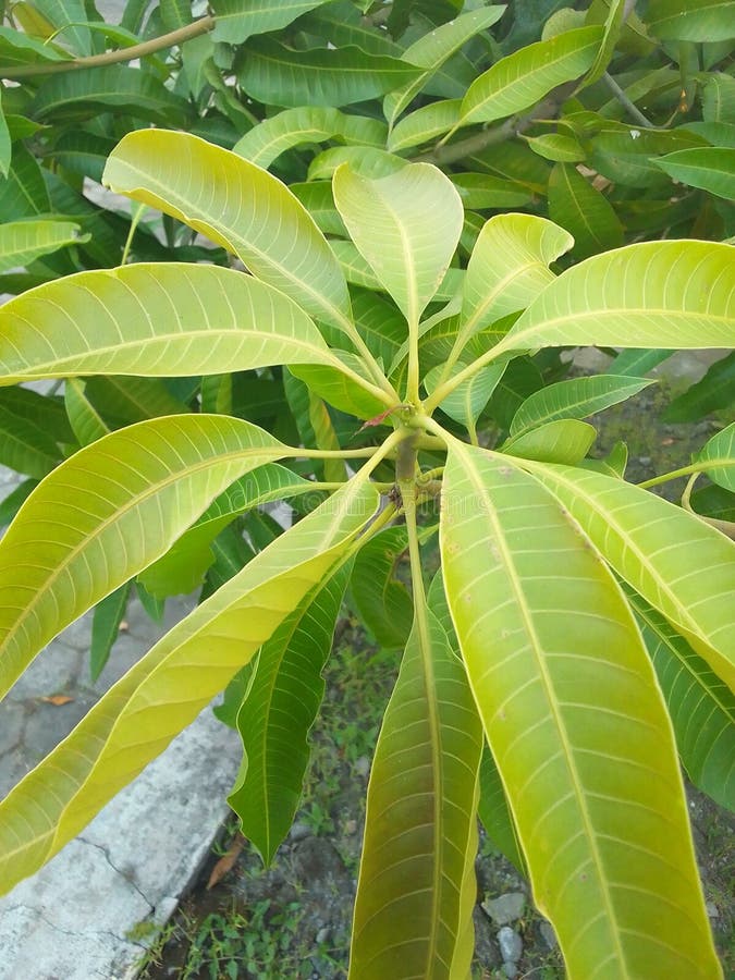 Mango leave stock image. Image of stem, group, mango - 70413759