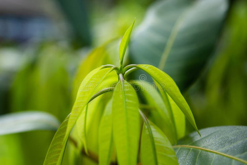 Young Mango Leaves on Tree in Garden. Stock Image - Image of light ...