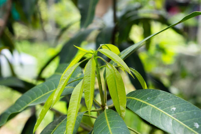 Young Mango Leaves on Tree in Garden. Stock Photo - Image of leaves ...