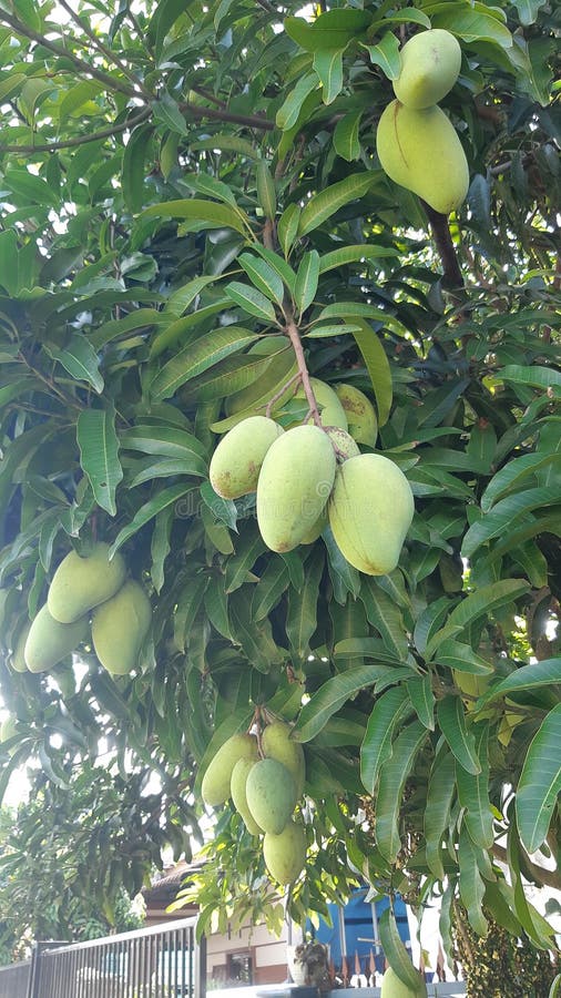 Young Mango that is the Meaning of Life To the Fullest Stock Image ...