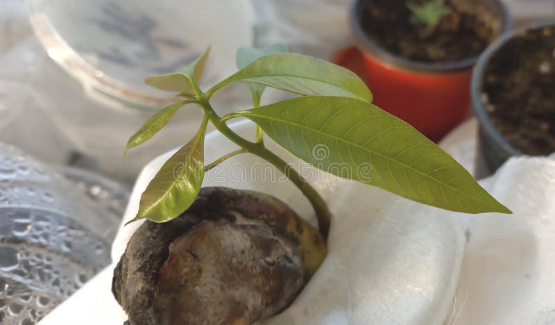 Mangoo Mango Stock Photos - Free & Royalty-Free Stock Photos from ...