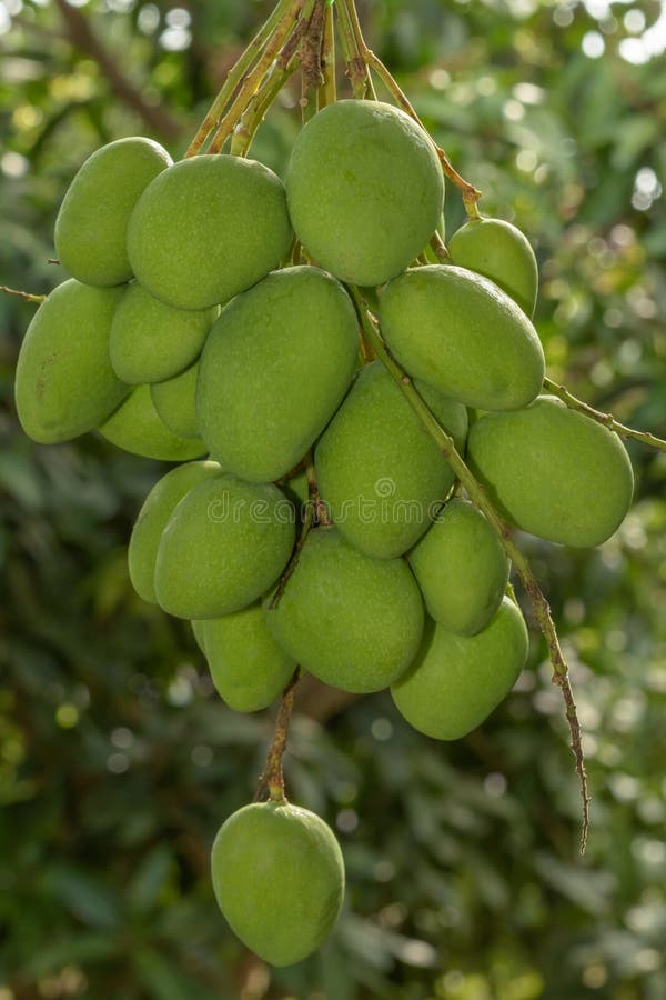 Young Mango Tree With A Group Of Young Mangos Growing Stock Image ...