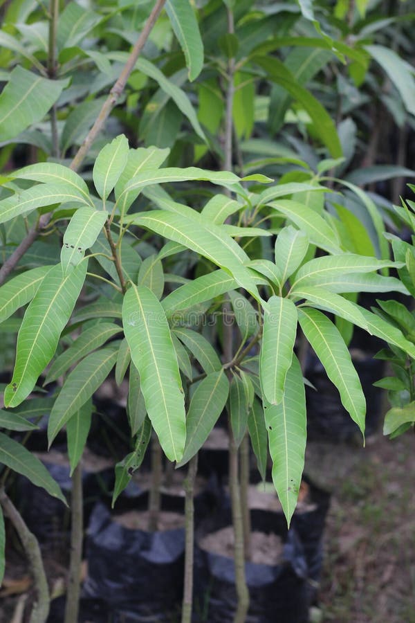 Young Mango Tree Growing Up, Young Mango Tree Harvesting Stock Image ...