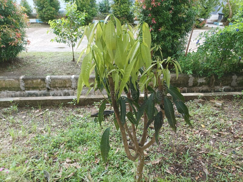 Young Mango Tree stock image. Image of school, mango - 376059119