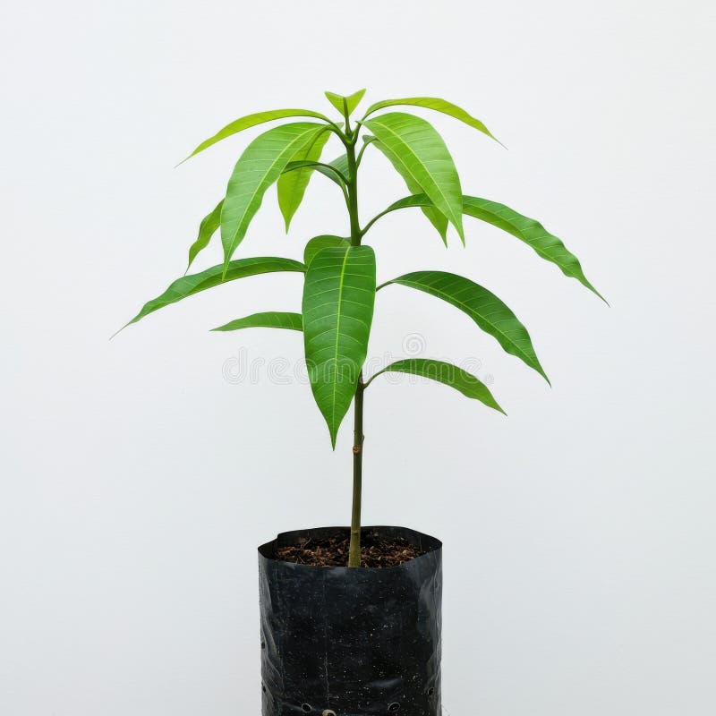 Young Mango Tree Isolated on White Background for Growth, Agriculture ...