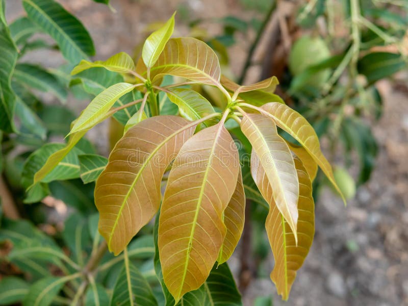 Young mango tree leaves stock image. Image of closeup - 186554005