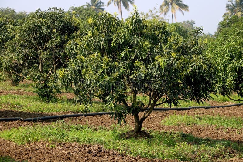 Young Mango Tree and New Mango Tree Stock Photo - Image of ripe, farm ...