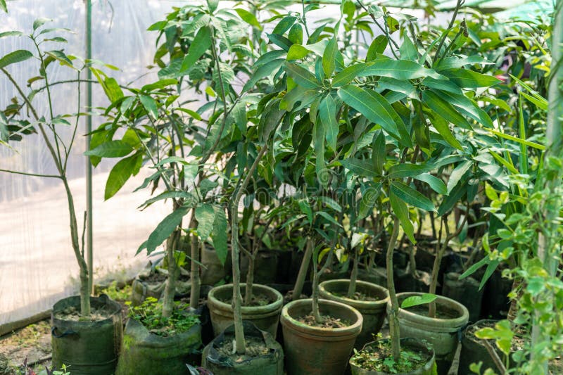 Young Mango Trees Growing in a Pot Ready To Be Transplanted into Ground ...