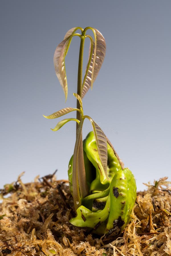 Young Mango Trees Two of One Bone Sprouted in Moss Stock Image - Image ...