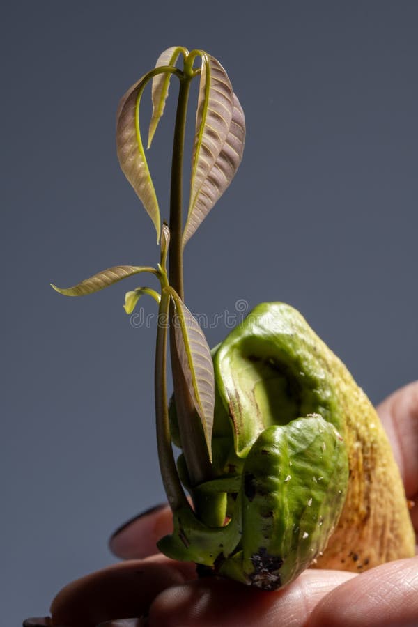 Mango Tree Nursery Stock Photos - Free & Royalty-Free Stock Photos from ...