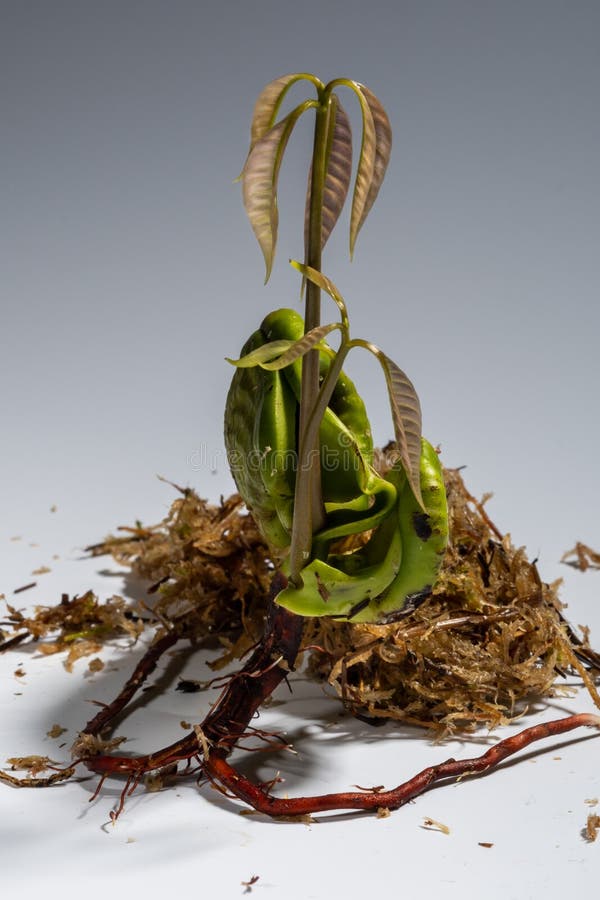 Young Mango Trees Two of One Bone Sprouted in Moss, Mango Roots Stock ...
