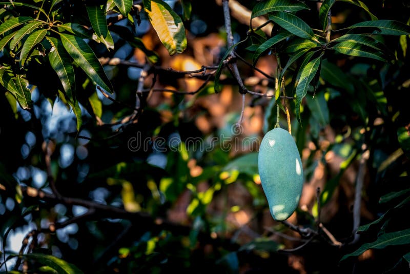 Young Mango stock photo. Image of plant, leaf, organic - 112676838